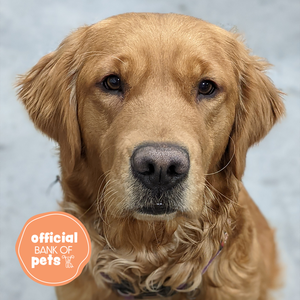 Sarah Bach – dog | Equity Bank